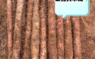 淮山药和铁棍山药的区别_哪个更好