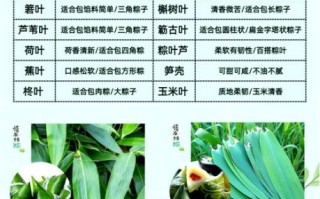包粽子用什么叶子好吃_粽叶怎么选才香