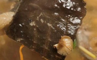 甲鱼怎么炖最有营养_甲鱼炖汤放什么食材