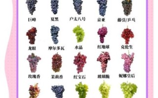 中国最高端葡萄品种有哪些_顶级葡萄品种排名