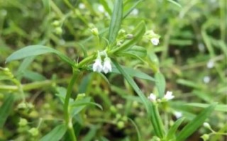 白花蛇舌草抗癌是骗局吗_白花蛇舌草真的能治癌症吗