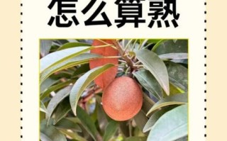 人心果怎么吃_人心果的功效与作用