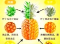 菠萝和凤梨的区别_为什么价格差一倍