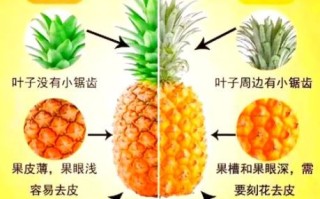 菠萝和凤梨的区别_为什么价格差一倍