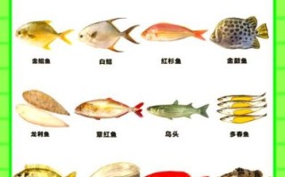 海鱼的种类有哪些_深海与近岸常见品种大全