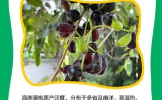 海南蒲桃长什么样_海南蒲桃果实能吃吗