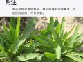 败酱草的功效与作用_败酱草能治哪些病