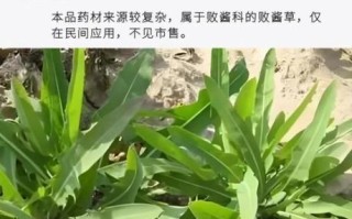 败酱草的功效与作用_败酱草能治哪些病