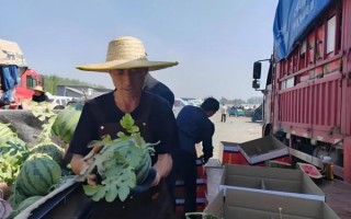 瓜老板是什么_瓜老板怎么赚钱