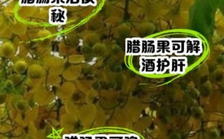 腊肠树果的功效与副作用_能吃吗