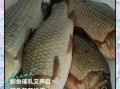 鲫鱼的营养价值_鲫鱼的功效与作用