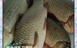 鲫鱼的营养价值_鲫鱼的功效与作用