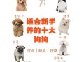 十大最听话的狗排名_适合新手养的犬种