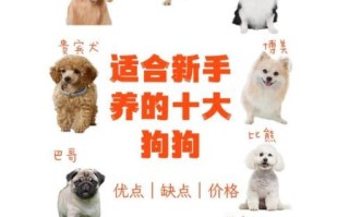 十大最听话的狗排名_适合新手养的犬种