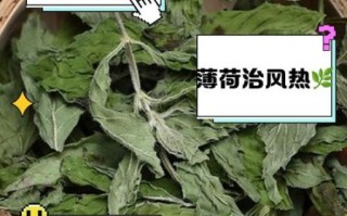 鲜薄荷叶泡水喝的功效_鲜薄荷叶泡水喝的禁忌