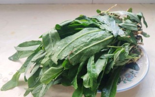 野生甜菜长什么样_野生甜菜能吃吗