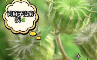 苘麻子的功效与作用_苘麻子能治什么病