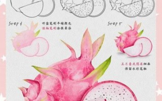 火龙果怎么画_火龙果简笔画步骤