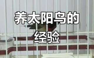 叉尾太阳鸟怎么养_叉尾太阳鸟吃什么