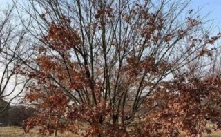 鸡爪槭叶子图片_如何识别鸡爪槭