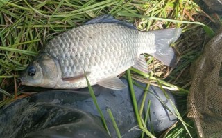 鲫鱼图片大全_高清鲫鱼图片怎么拍