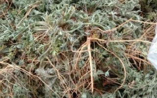 白蒿泡水喝的功效孕妇_孕妇能喝白蒿水吗