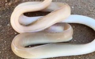 白鳗鱼多少钱一斤_白鳗鱼价格行情