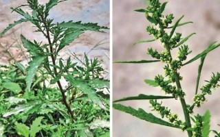 土荆芥图片长什么样_如何辨别真假土荆芥