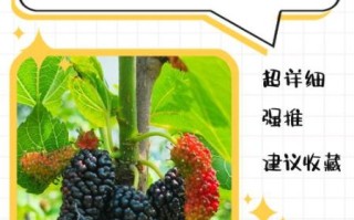 桑葚怎么保存_桑葚能放多久