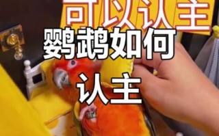 鹦鹉养多久才认主人_新手多久能被鹦鹉认可