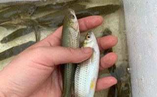 青鱼苗多少钱一斤_青鱼苗价格行情