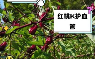 红桃k的作用及功效与禁忌_红桃k什么人不能吃