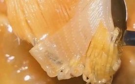 鱼翅怎样煲汤才好吃_鱼翅煲汤的正确做法