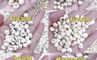 贝母长什么样子_川贝母与平贝母的区别