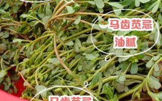 马齿菜不能和什么同吃_相克食物有哪些