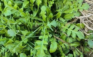 农村能吃100种野菜图片大全_哪些野菜最安全