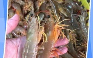 大明虾多少钱一斤_大明虾价格为什么波动这么大