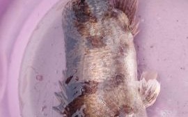 鳜鱼多少钱一斤_鳜鱼价格为什么波动这么大