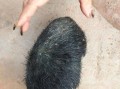 牛宝是什么意思_牛宝网络用语来源