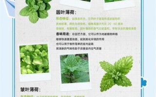 薄荷减肥真的有用吗_薄荷减肥副作用有哪些