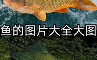 鱼图片大全_高清简单怎么找