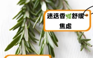 迷迭香是什么东西_迷迭香的功效与作用
