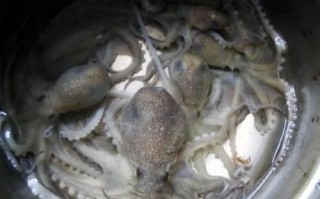 望潮是什么_望潮和章鱼的区别