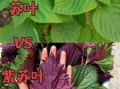 真紫苏和假紫苏的区别_如何一眼识别真假紫苏