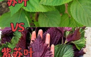 真紫苏和假紫苏的区别_如何一眼识别真假紫苏