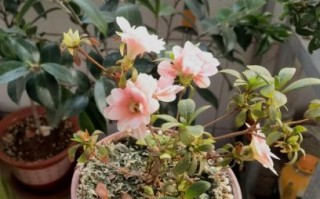 杜鹃花怎么养_杜鹃花为什么不开花