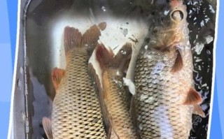 鲤鱼吃什么食物_家养鲤鱼喂什么最好