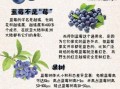 蓝莓对女生的功效与作用_女生吃蓝莓有哪些好处