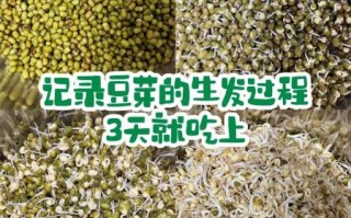 在家自发绿豆芽怎么做_绿豆芽发芽失败原因