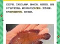 小红斑鱼的营养价值_孕妇能吃小红斑鱼吗